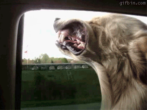 Dog Vs. Wind | Best Funny Gifs Updated Daily