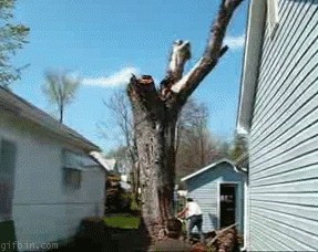 Tree Cutting Fail | Best Funny Gifs Updated Daily