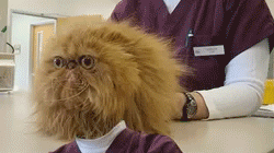 Recursive Cat Face | Best Funny Gifs Updated Daily