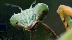 Lizard Vs. Mantis | Best Funny Gifs Updated Daily