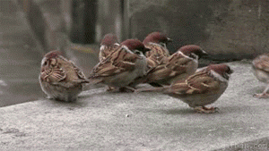 Bird Fight | Best Funny Gifs Updated Daily