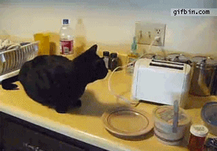 Cat Scared By Toaster | Best Funny Gifs Updated Daily