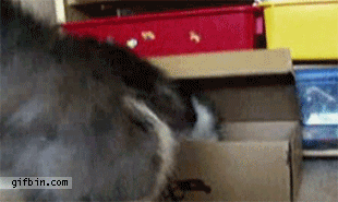 Cat Hides In A Box | Best Funny Gifs Updated Daily