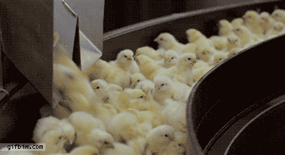 Chicks | Best Funny Gifs Updated Daily