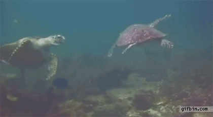 Turtles High-five | Best Funny Gifs Updated Daily