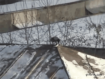 Crow Snow Tubing On A Roof | Best Funny Gifs Updated Daily