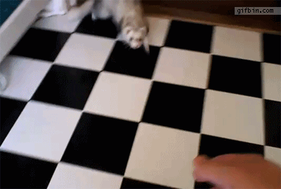 Ferret Plays Dead | Best Funny Gifs Updated Daily