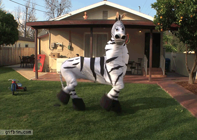 Dancing Zebra | Best Funny Gifs Updated Daily