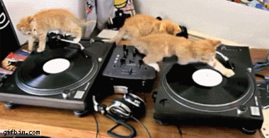 Kittens On Turntables | Best Funny Gifs Updated Daily