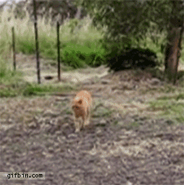 Cat Catching Bird Gif