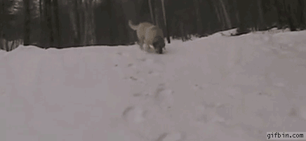 Dogs Sliding On Snow | Best Funny Gifs Updated Daily