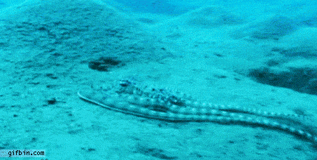 Camouflaged Octopus | Best Funny Gifs Updated Daily