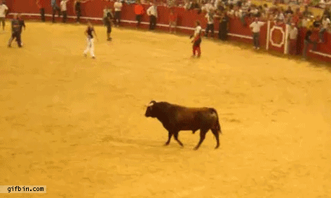 Somersault Over Charging Bull | Best Funny Gifs Updated Daily
