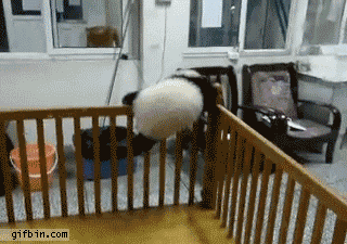 Panda Escape Attempt | Best Funny Gifs Updated Daily