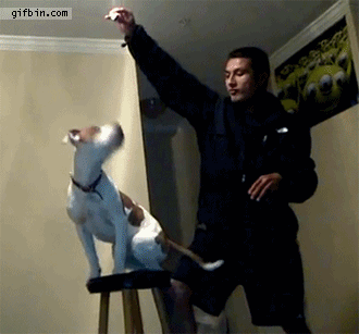 Dog Falls Off Chair | Best Funny Gifs Updated Daily