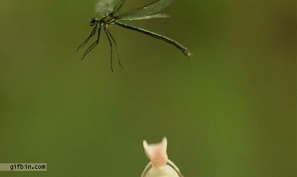 Frog Misses Flying Dragonfly | Best Funny Gifs Updated Daily