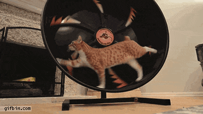 Hamster Wheel Fail Gif