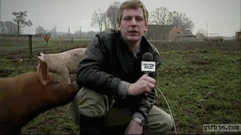 Pig Vs. Reporter | Best Funny Gifs Updated Daily