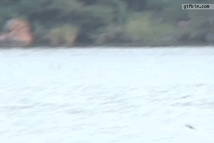 Fish Catches Bird In Flight | Best Funny Gifs Updated Daily