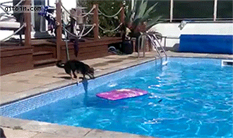 Dog Surfs Across Pool | Best Funny Gifs Updated Daily
