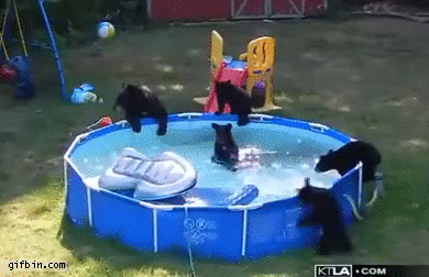 Bear Cubs Having A Backyard Pool Party | Best Funny Gifs Updated Daily