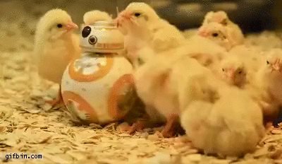 Chicks Having Fun With BB-8 | Best Funny Gifs Updated Daily