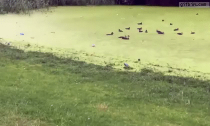 Dog Mistakes Pond For Grass | Best Funny Gifs Updated Daily