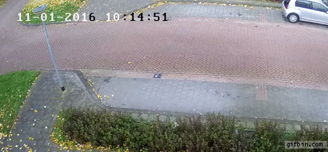 Seagull hits lamp post - Full screen | Best Funny Gifs And Animated ...