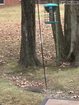 Squirrel Jumps On Slinky | Best Funny Gifs Updated Daily