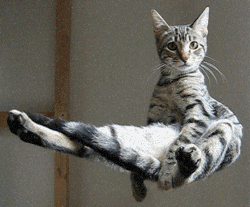 Floating Cat | Best Funny Gifs Updated Daily