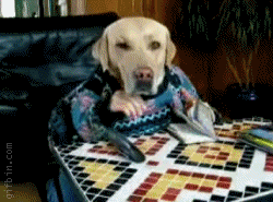 Dog Talking On The Phone | Best Funny Gifs Updated Daily
