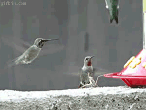 Mantis Attacks Hummingbird | Best Funny Gifs Updated Daily