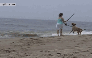 Dog Fetch Fail | Best Funny Gifs Updated Daily