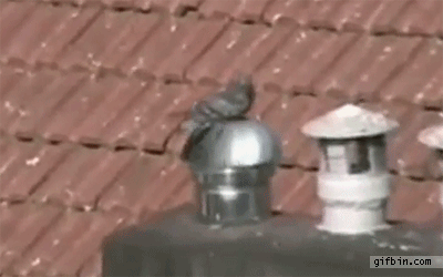 Spinning Pigeon | Best Funny Gifs Updated Daily