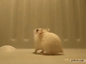Hamster Doing Back Flips | Best Funny Gifs Updated Daily