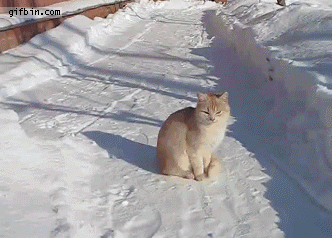 Cat Catches Snow Ball | Best Funny Gifs Updated Daily