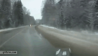 Moose Gets Hit By A Car | Best Funny Gifs Updated Daily