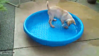 Labrador Puppy Tips Paddling Pool Over Himself | Best Funny Gifs ...