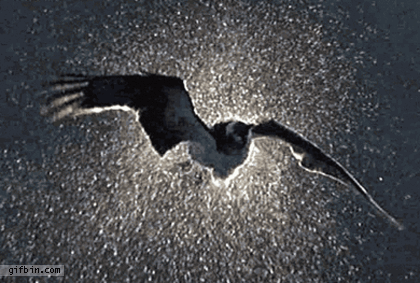 Bird Shakes Off Water In Mid Flight | Best Funny Gifs Updated Daily