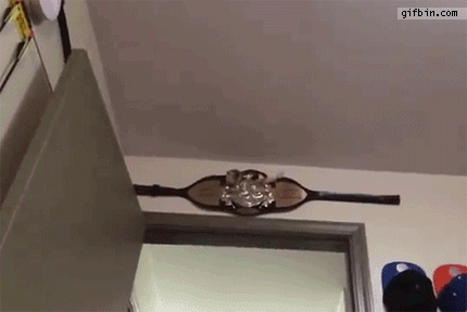 Sugar Glider Jumps On Camera | Best Funny Gifs Updated Daily