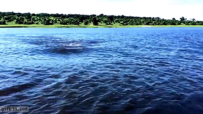 Hippo chasing boat - Full screen | Best Funny Gifs And Animated Gifs ...