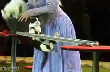 Cat Acrobatics | Best Funny Gifs Updated Daily