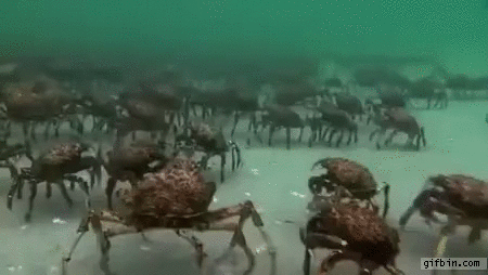 Crabs In Wavy Water | Best Funny Gifs Updated Daily