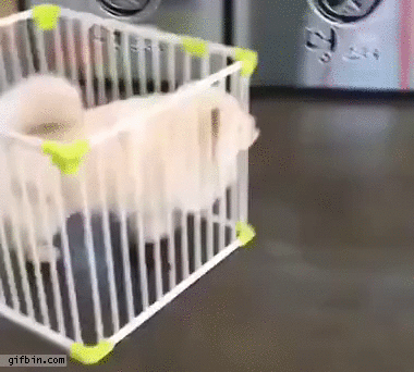 Dog Moves His Cage | Best Funny Gifs Updated Daily