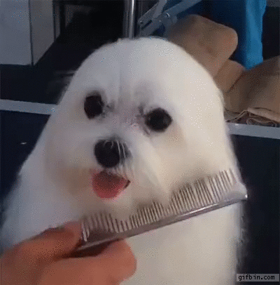 Puppy Grooming | Best Funny Gifs Updated Daily