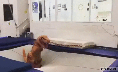 T-Rex Jumps On Trampoline | Best Funny Gifs Updated Daily
