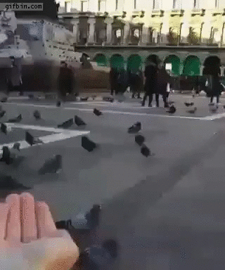 Flipping Off Pigeon | Best Funny Gifs Updated Daily