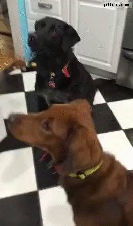 Black Lab Doesn't Like Baby Carrots | Best Funny Gifs Updated Daily