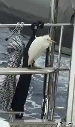 Bird Balancing On Boat | Best Funny Gifs Updated Daily