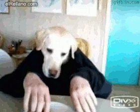 Dog Has Dinner | Best Funny Gifs Updated Daily